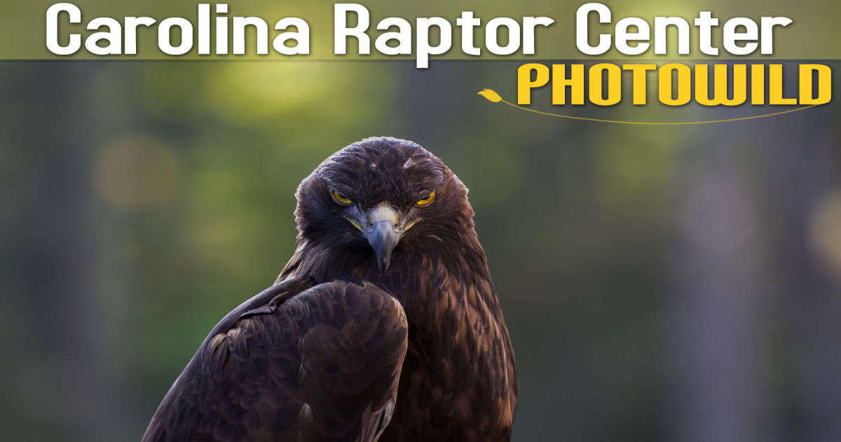PhotoWILD Carolina Raptor Center